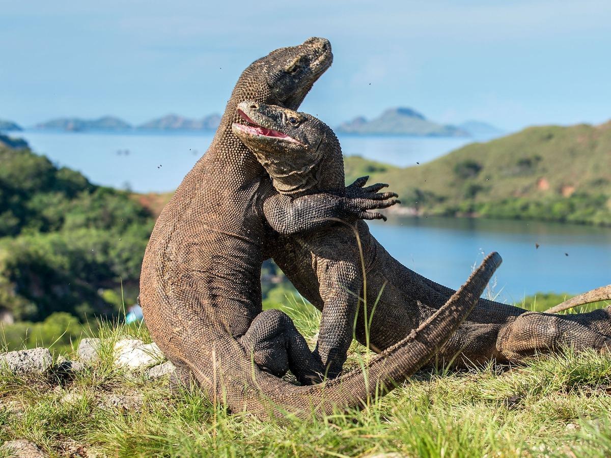 Komodo Yacht Charter: Private Boat Trips with Breathtaking Views